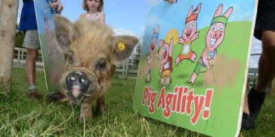 Pennywell Farm & Wildlife Centre